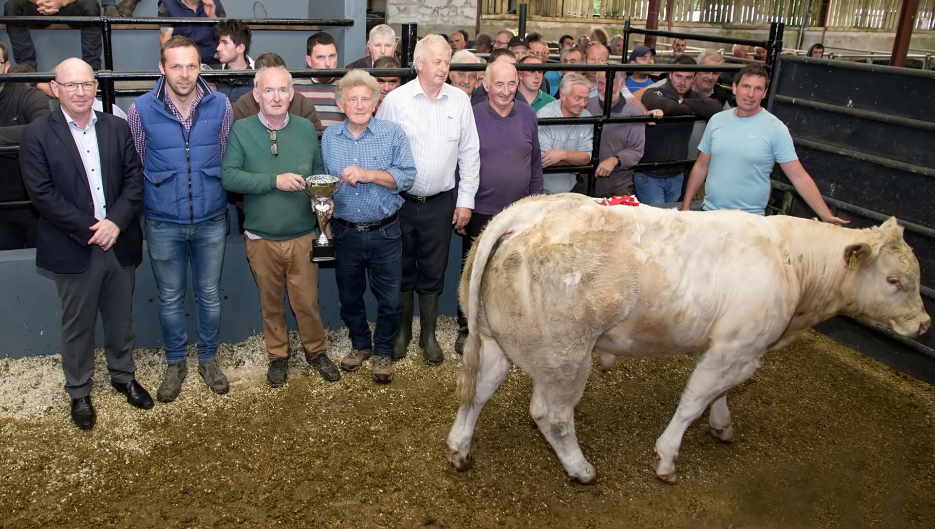 In Pictures: Cattle back in the ring as Abbeyfeale Mart reopens - Page ...