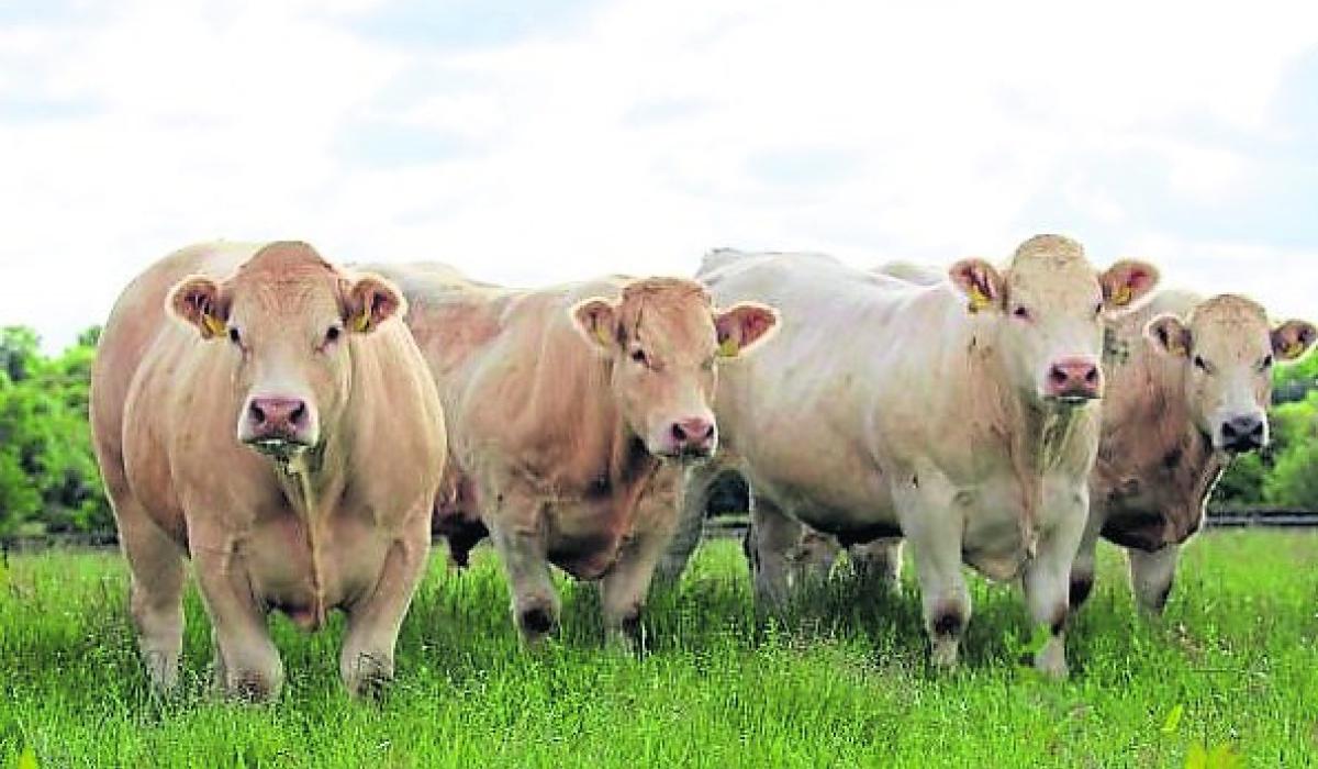 Ifac warns Carlow farmers to seek advice before entering registered ...