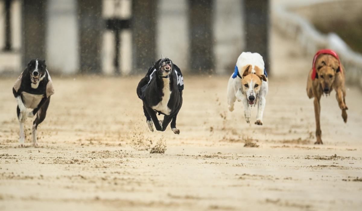 Inside Track: Greyhound racing fraternity fast out of traps with ...