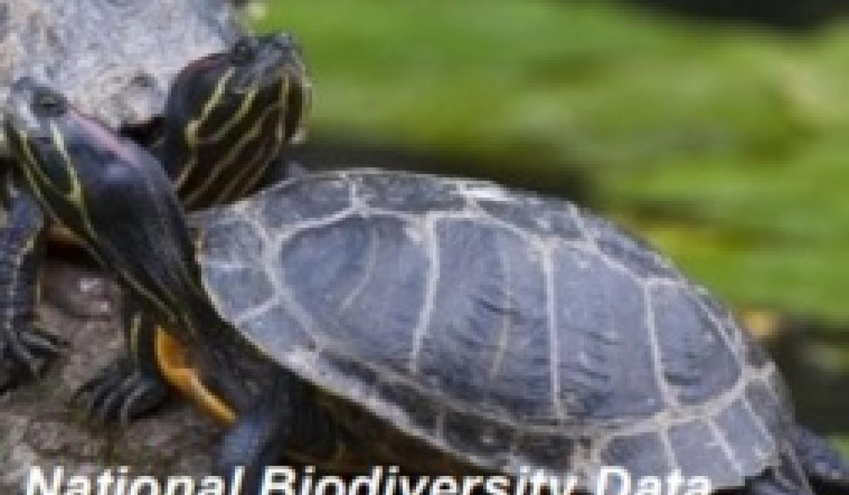 Alert issued over invasive turtle found in Laois - Ireland Live