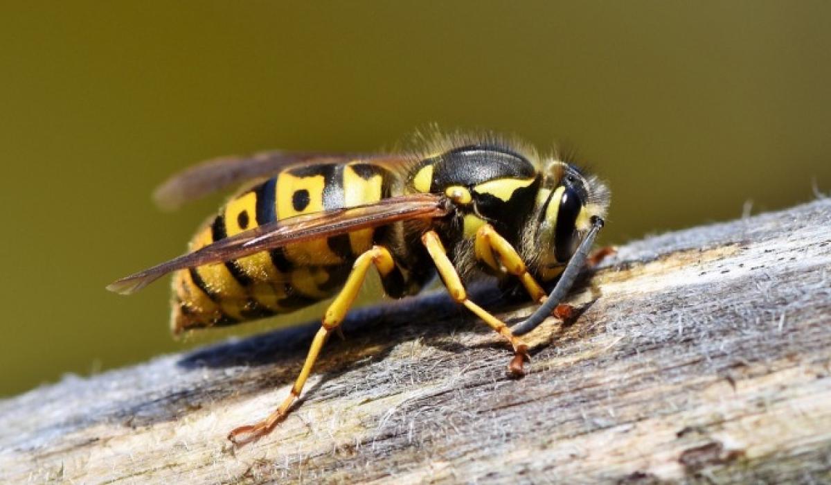 CAUTION: Wasp sting warning issued along with advice on how to avoid ...