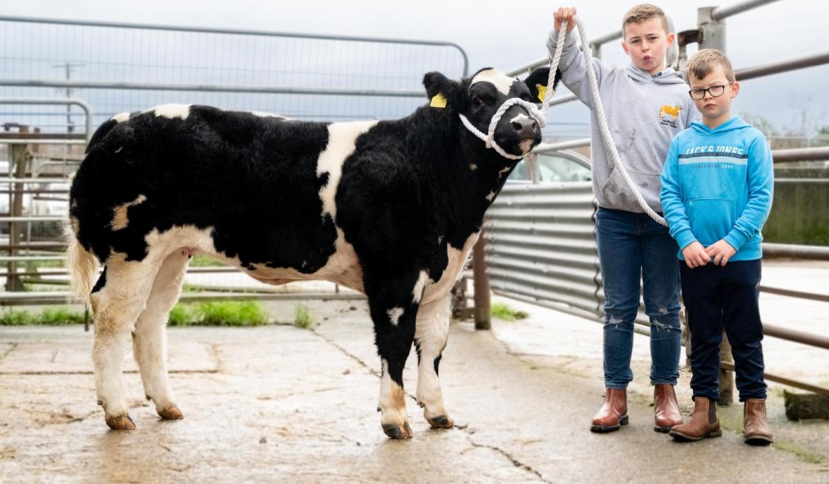 Donegal calf sells for more than €10,000 at elite livestock mart ...