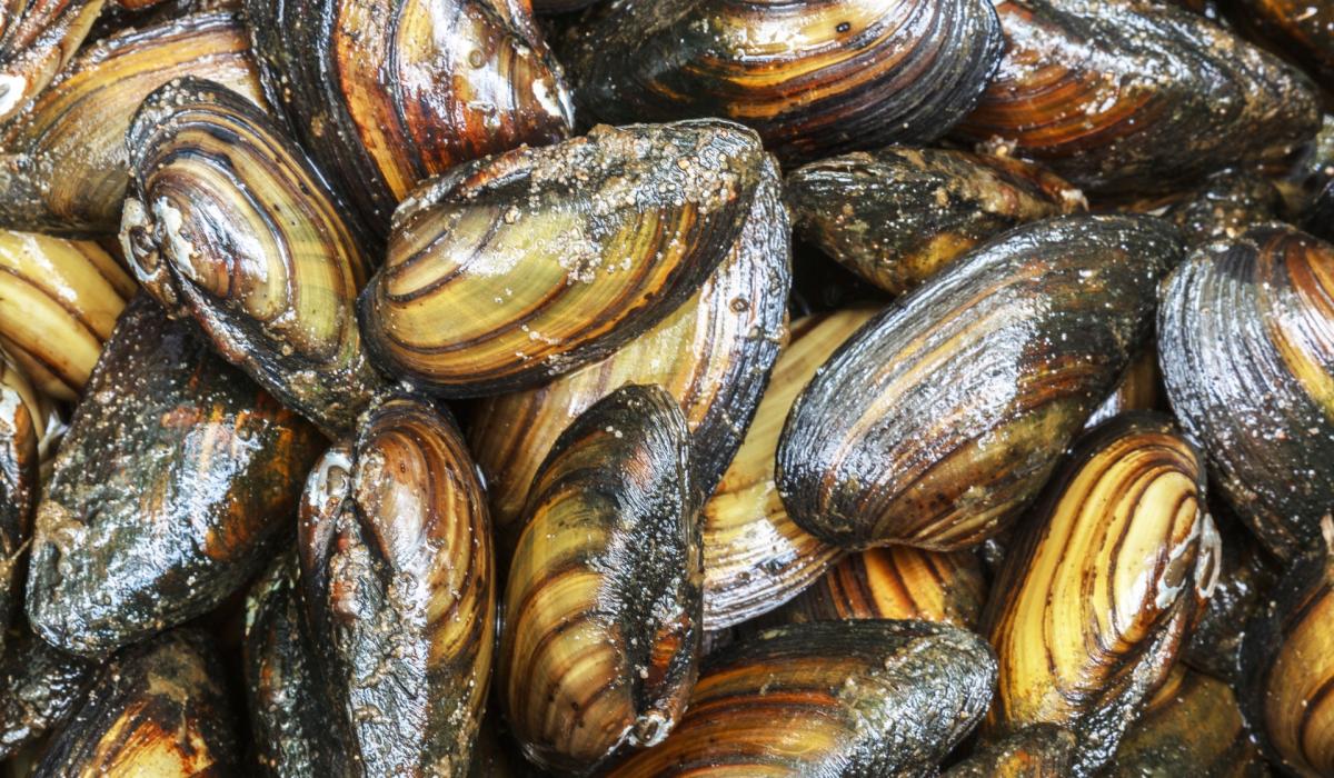 Advice issued after invasive zebra mussel found in Newry Canal ...
