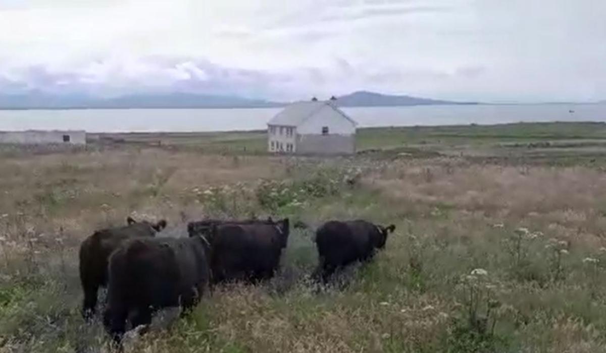 The story of Tory Island’s cattle to feature on RTÉ this Thursday ...