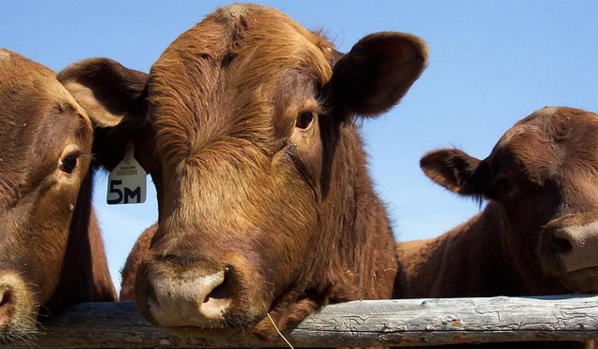 CONGRATULATIONS: Thurles students qualify for the Irish Angus Beef ...