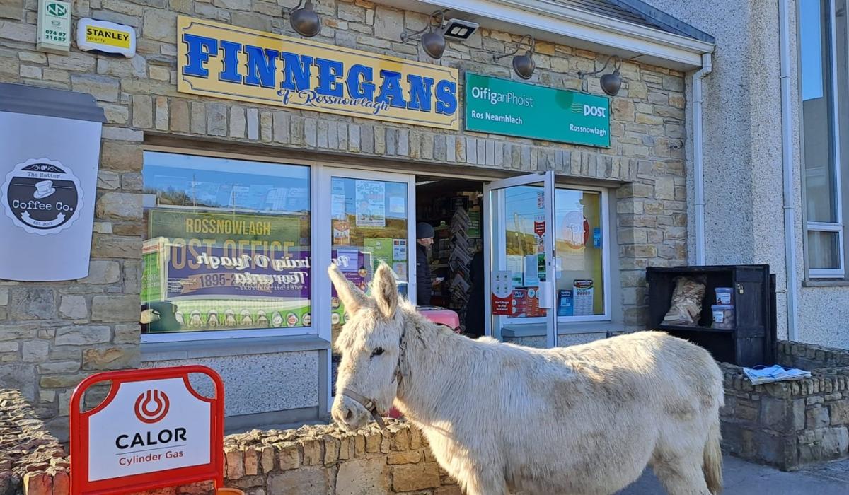 Phoebe the donkey pops 'In For The Messages' - Ireland Live