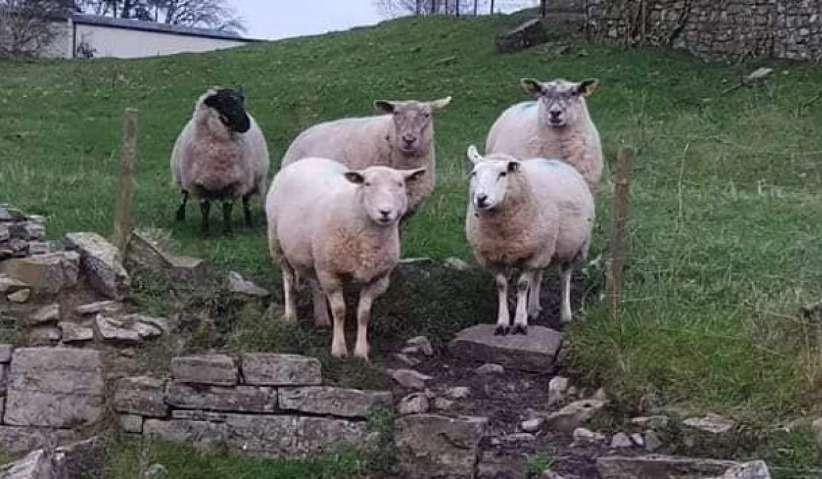 Attack on sheep leads to two ewes in lamb being killed - Ireland Live