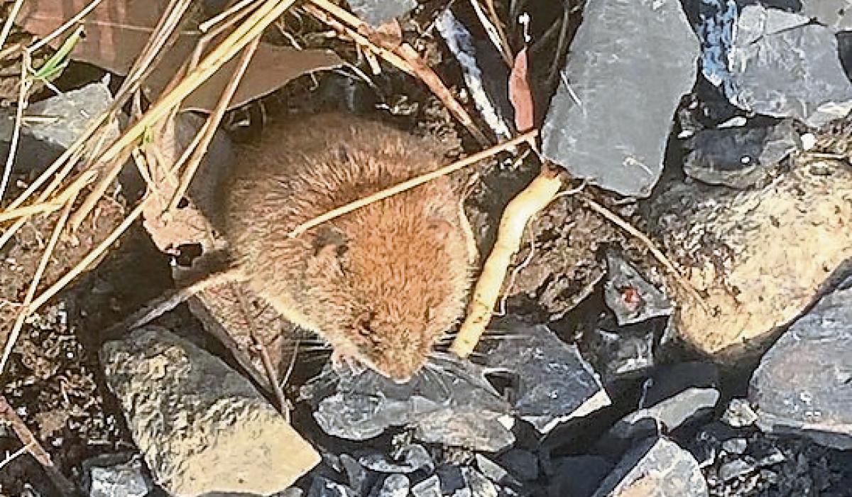 KILDARE WILDLIFE COLUMN: Rare Bank Voles live in shallow burrows ...