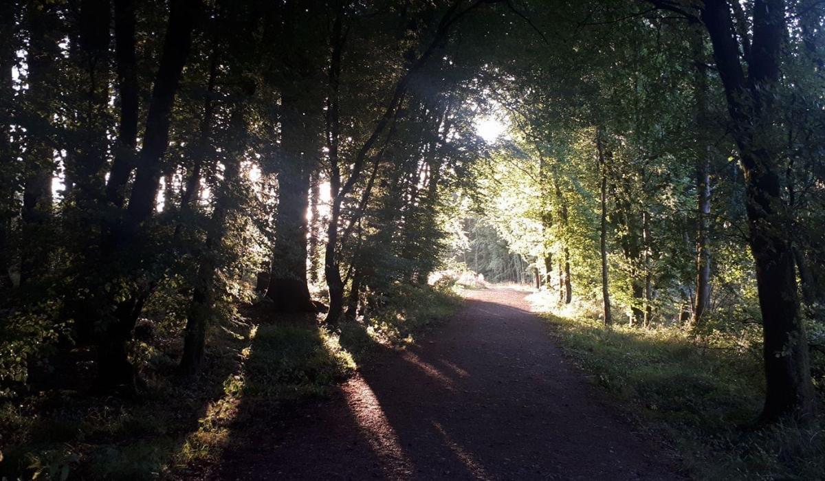 Discontent at path through Laois rugby grounds to Portlaoise woodlands ...