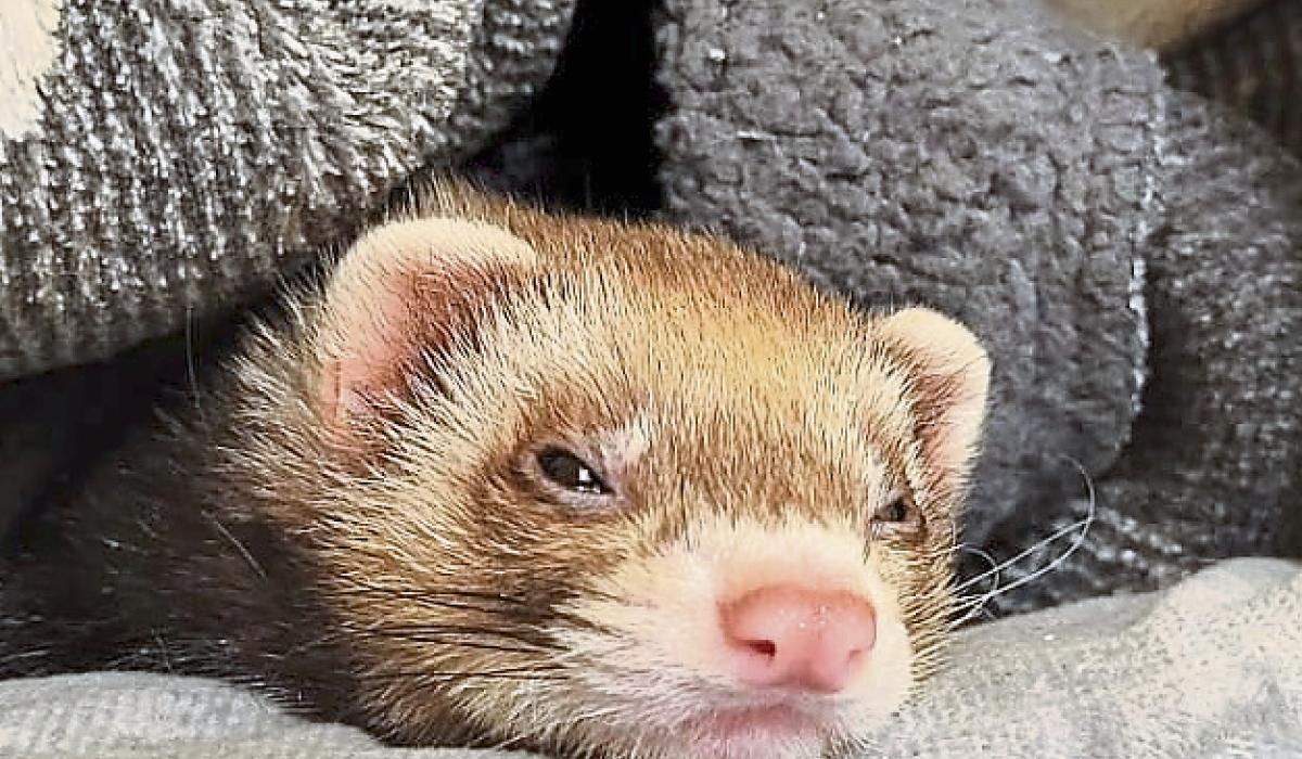 KILDARE ANIMALS IN NEED: Fancy owning a ferret? - Ireland Live