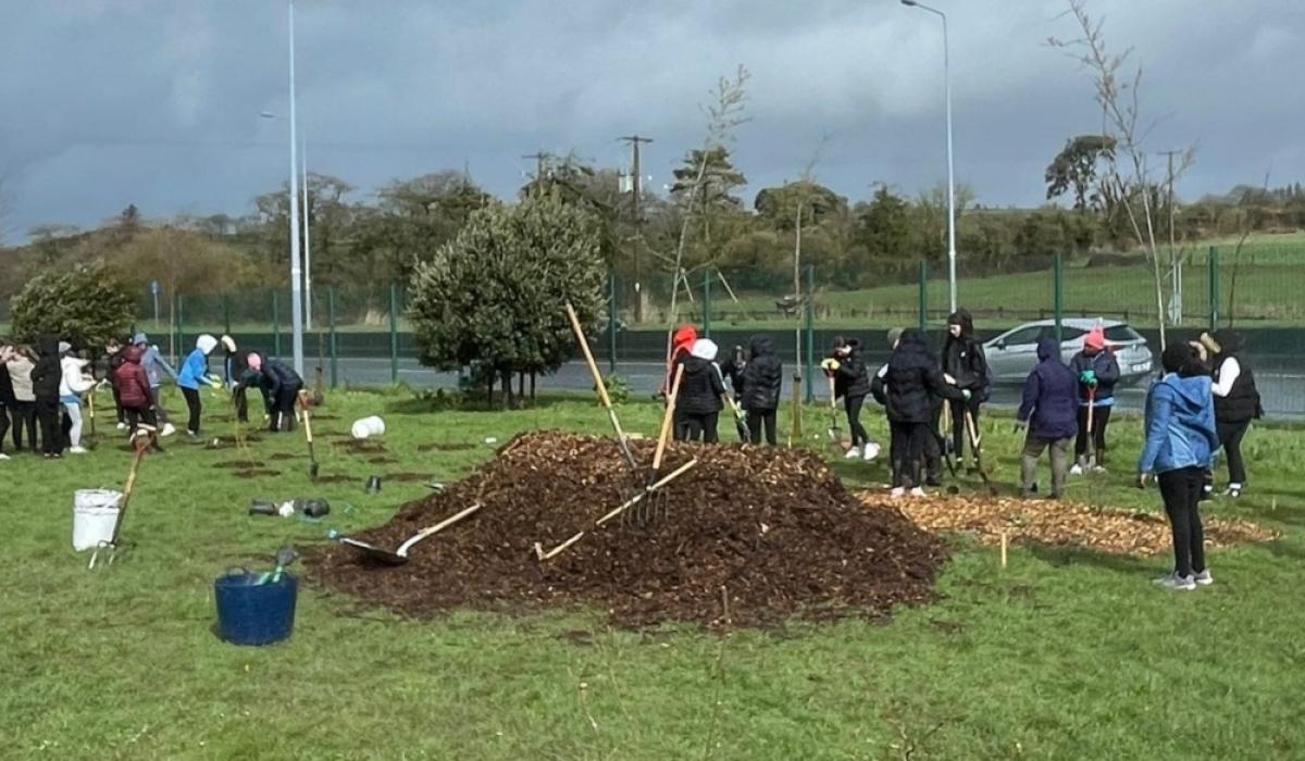 Mercy students plant Ogham tree calendar at SETU West Campus - Ireland Live