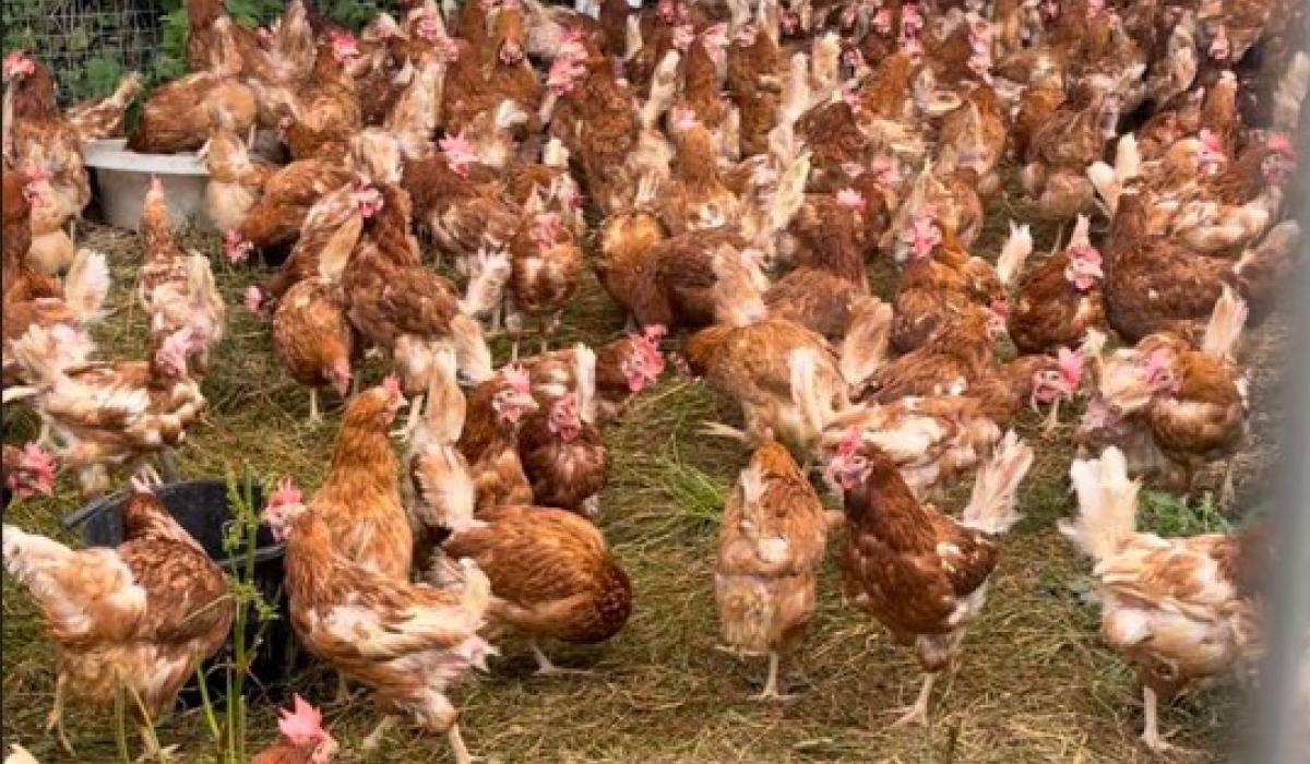 URGENT: Can you help save some hens by adopting them in Kilkenny ...