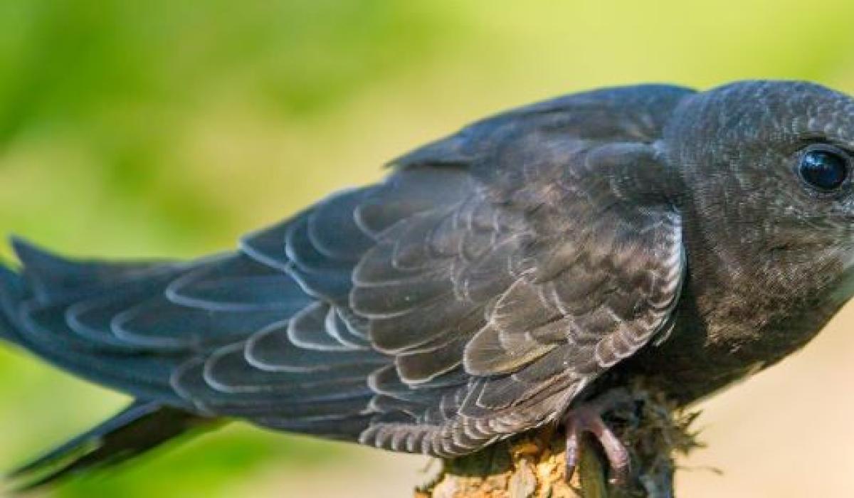 Surveys underway in Offaly to locate nest sites of the endangered Swift ...