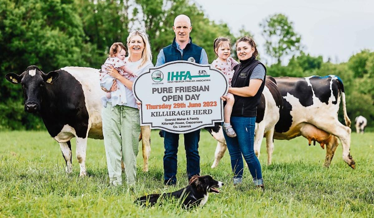 Fourth-generation Limerick farmer to host Pure Friesian open day ...