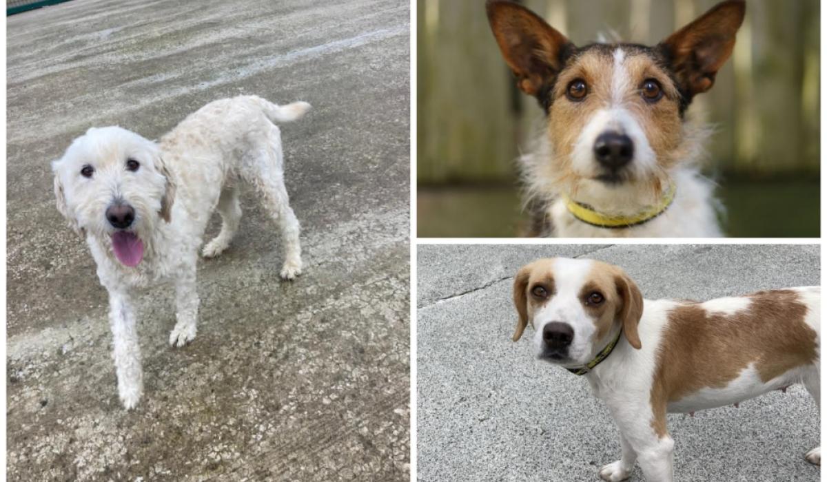 Animal charity 'extremely concerned' about soaring levels of abandoned ...