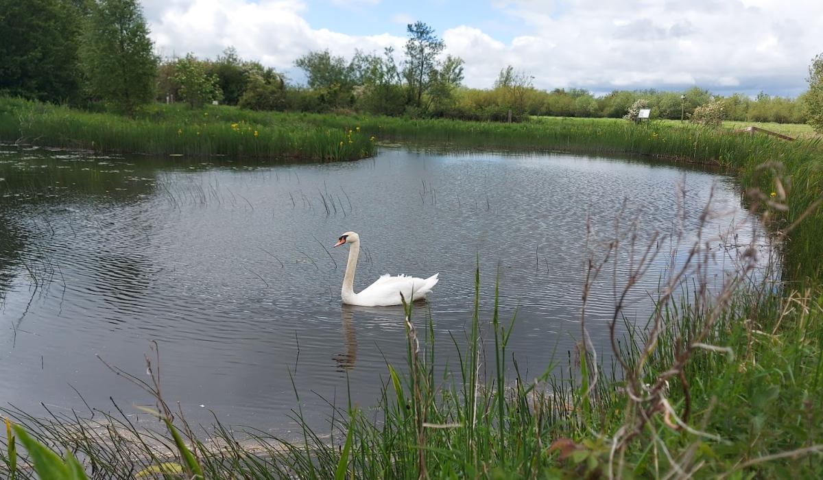 More wetlands in Tipperary could be an answer to better water quality ...