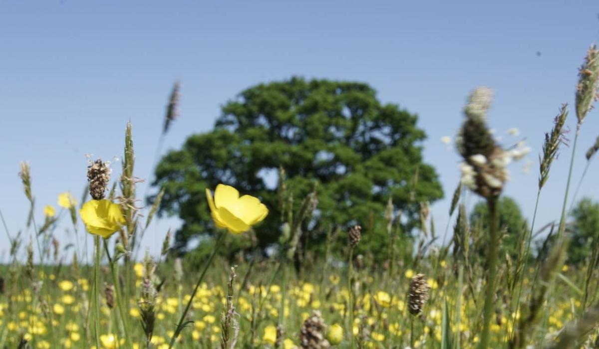 KILDARE: Castletown Demesne receives international Green Flag award ...
