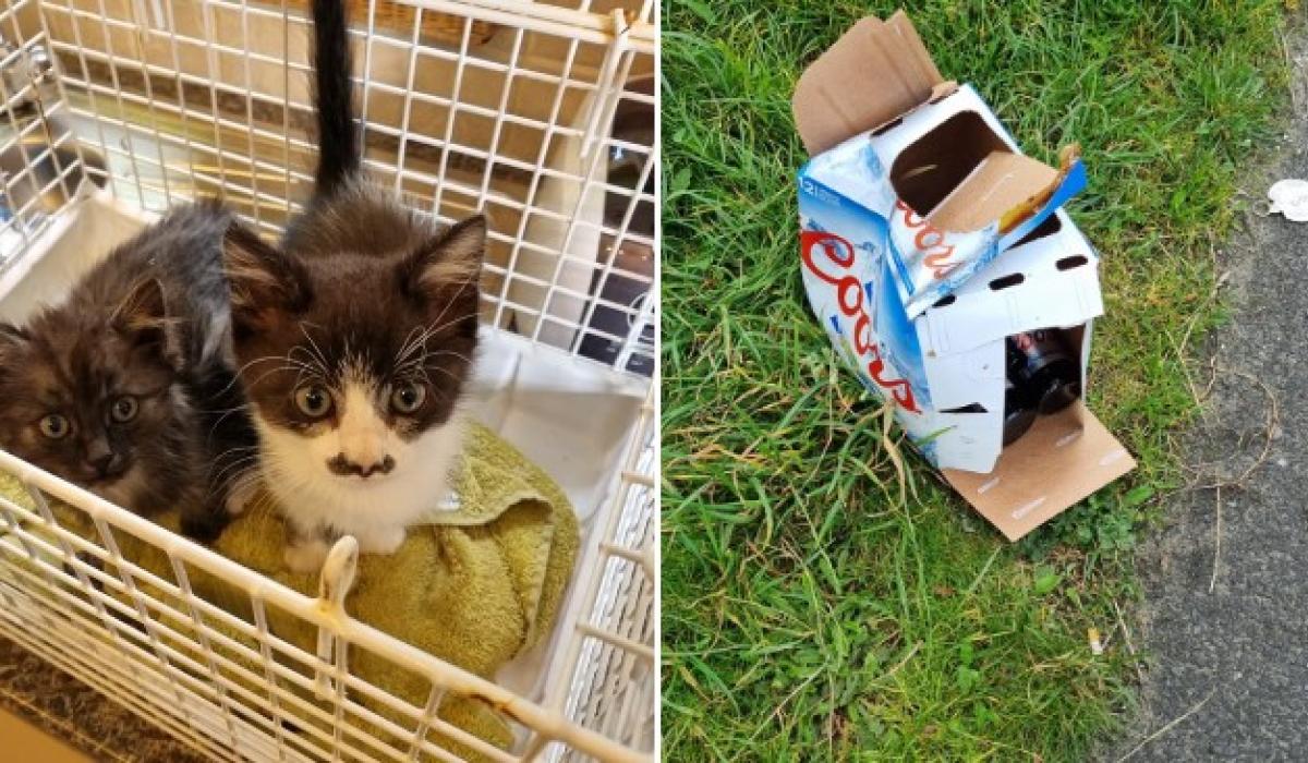 Horror as four dead kittens among seven dumped in box at Murvagh Beach ...