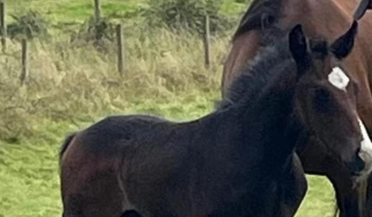 Owner will 'go to the ends of the earth' to find missing foal - Ireland ...