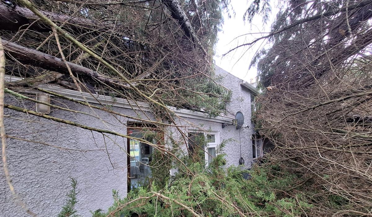 PICTURES | Longford woman has miraculous escape as trees crash down on ...