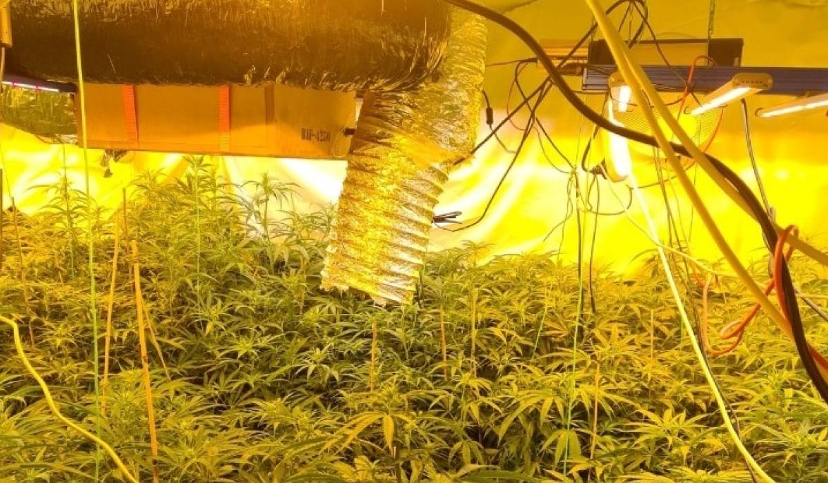 Cannabis plants worth over €195,000 seized in Arva, Co. Cavan - Ireland ...