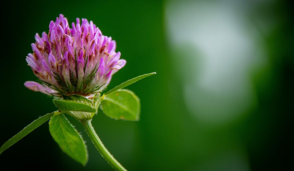Multi-Species Sward and Red Clover silage measures launched by ...