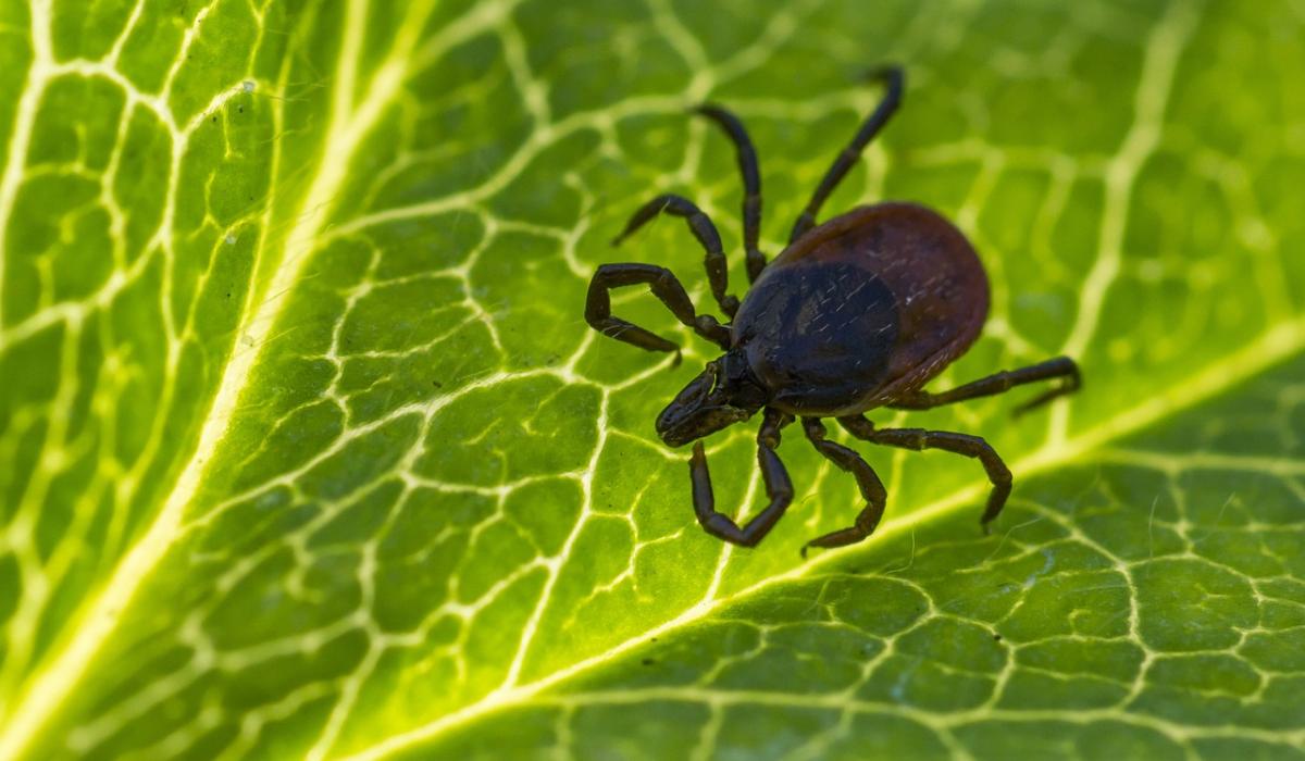 Council urged to erect signs about dangerous ticks on Tipperary hill ...