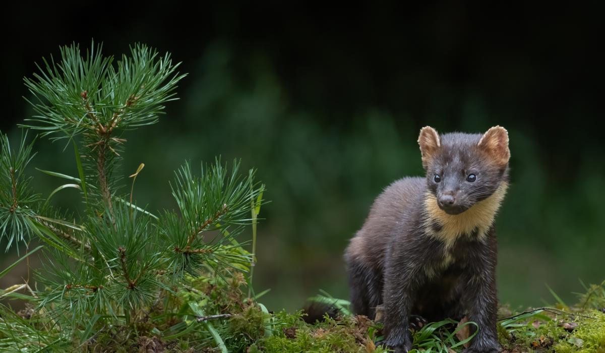 Clare’s biodiversity will take centre stage for National Biodiversity ...