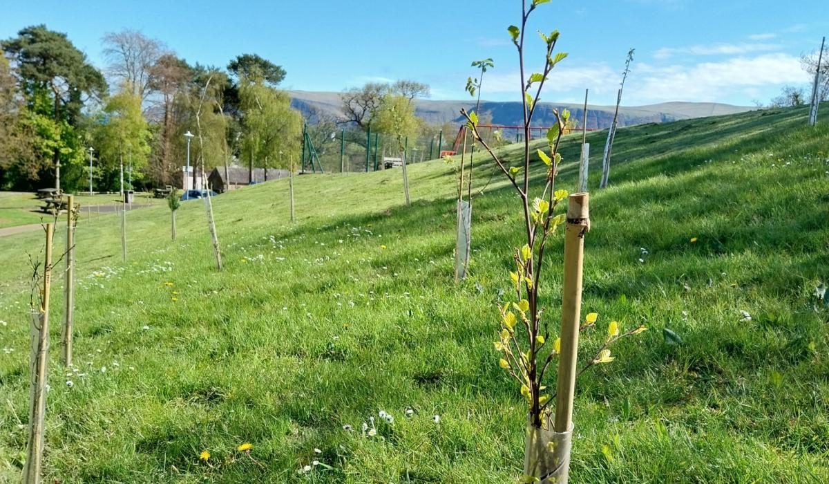 Council joins community groups in planting over 2300 trees to help ...