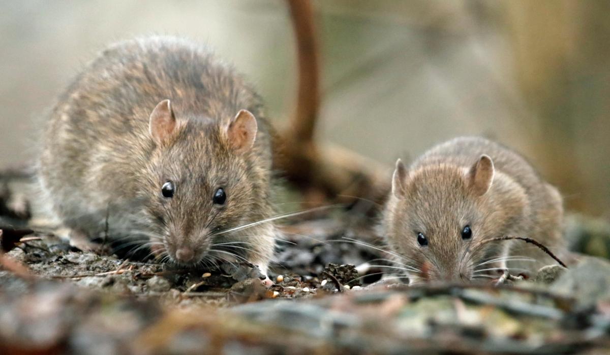 'Horrendous' rat infestation reported in Portarlington due to illegal ...