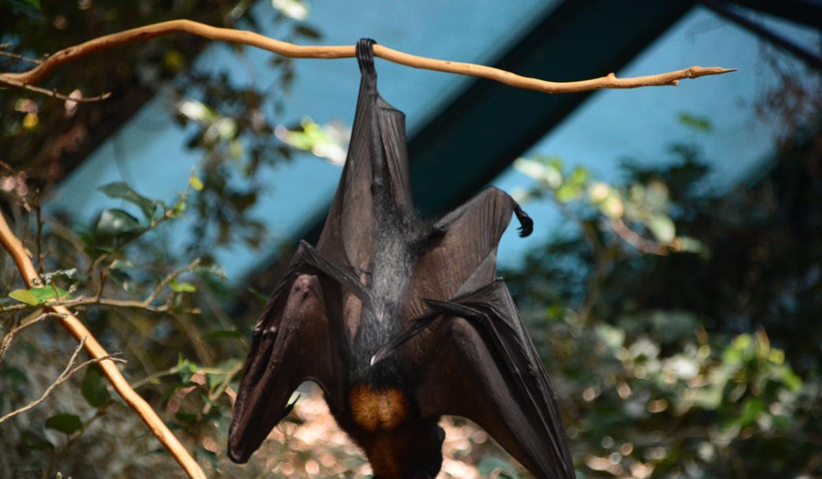 Bats and people to cross-paths in Co Kilkenny - Ireland Live