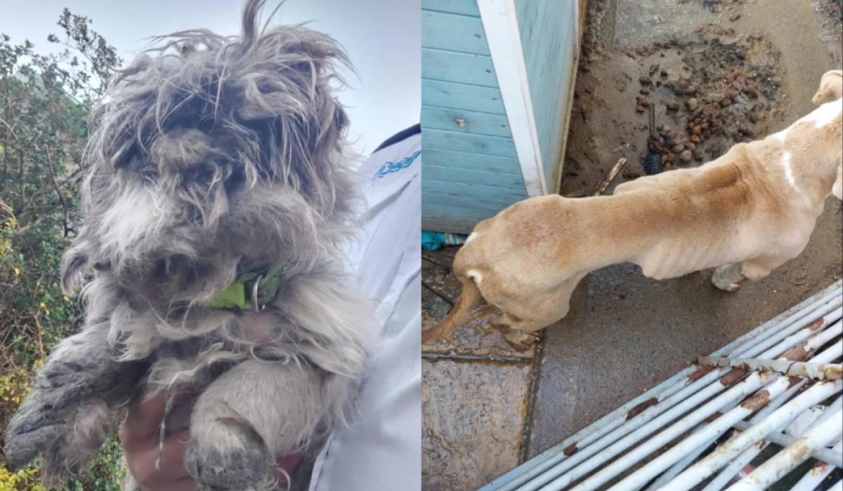 Celbridge couple fined for animal abuse after dogs found severely underweight in 'filthy ...