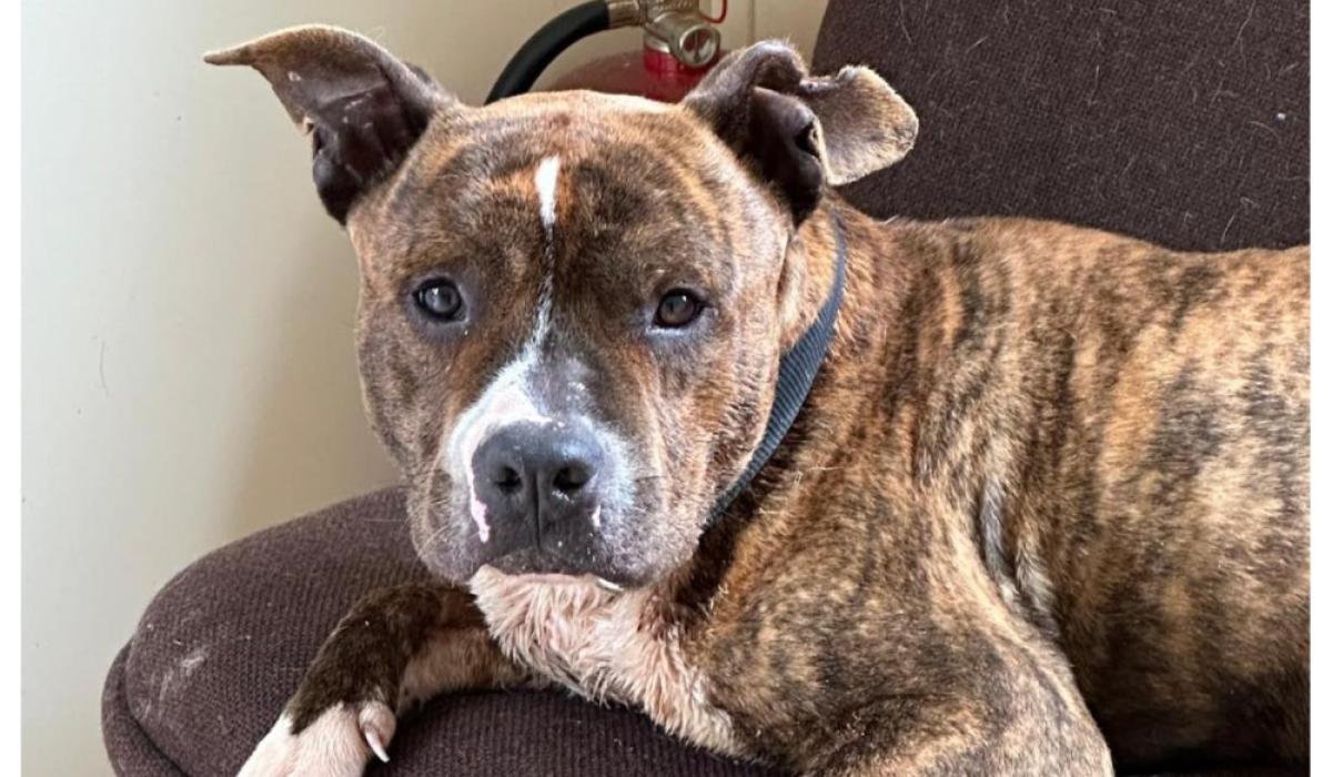 'Super sweet' Staffie dog in Kilkenny in need of his forever home ...