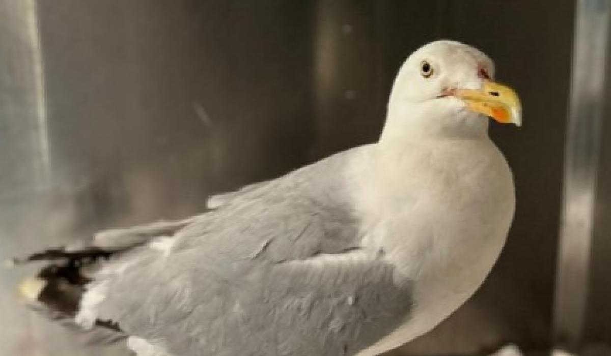 Don't panic: Kildare Wildlife Rescue is nursing All-Ireland Herring ...