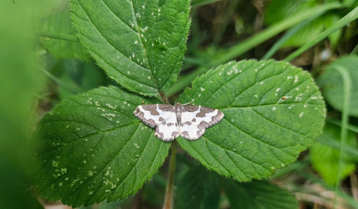 Kildare Wildlife Watch: Moths are very important invertebrates ...