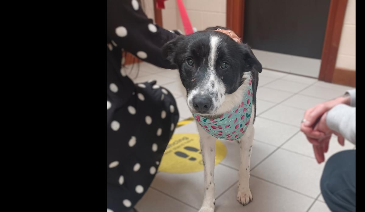 Louth dog pound marks world animal day with appeal to rehome blind ...