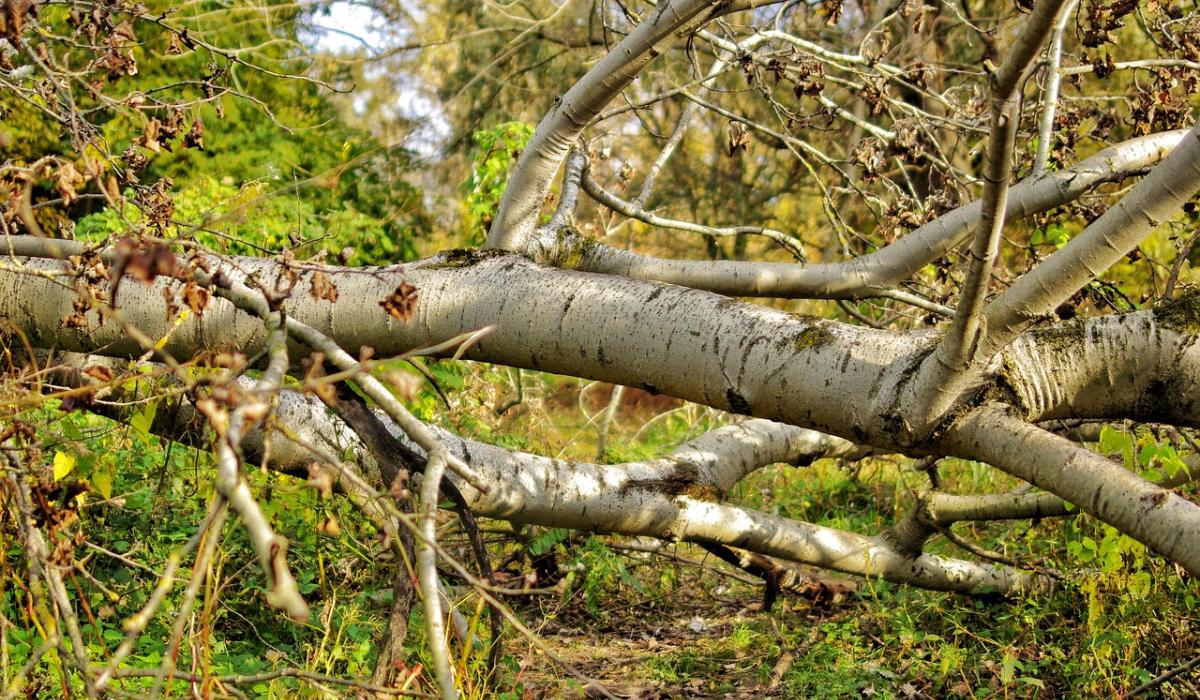 Weather warning issued for Laois ahead of arrival of Storm Ashley ...