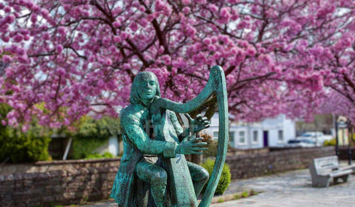Mohill community outraged over beloved cherry blossom tree chopped down ...