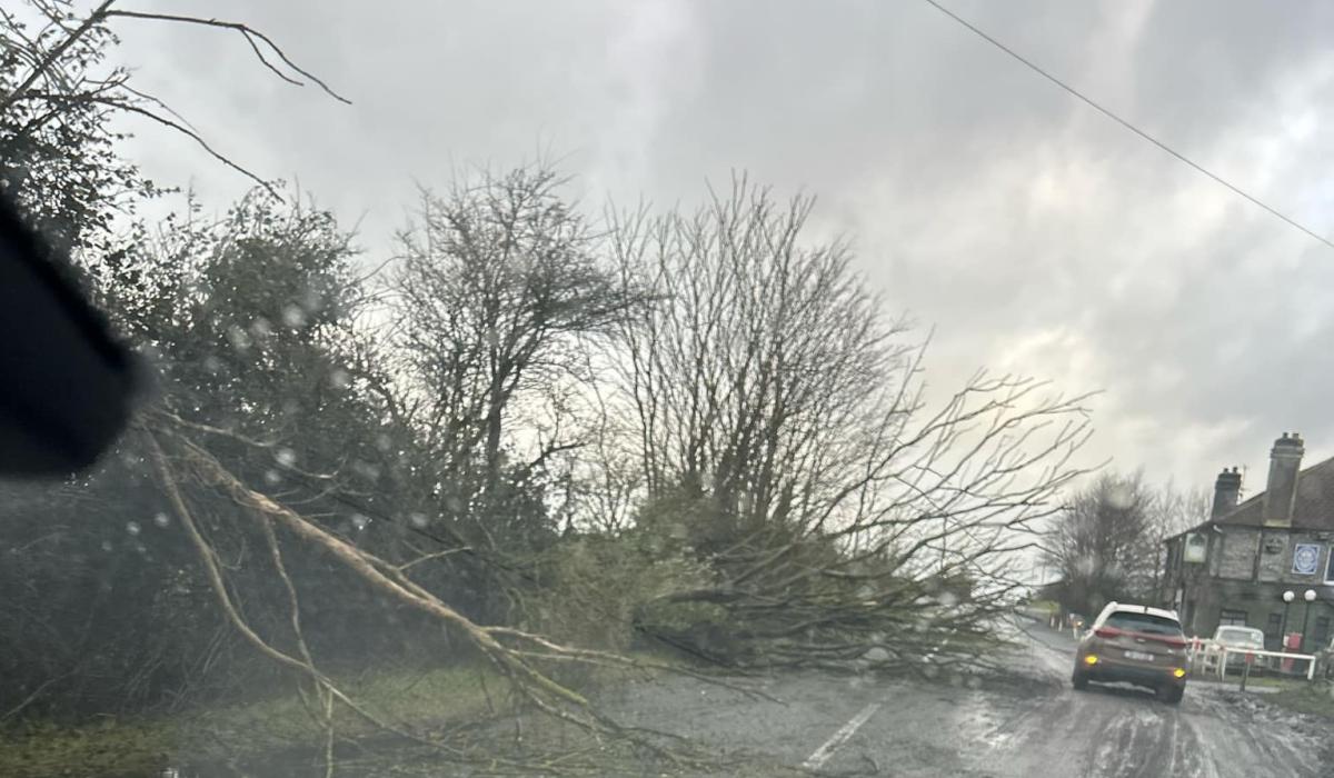 90 fallen trees removed from Laois roads during Storm Darragh - Ireland ...