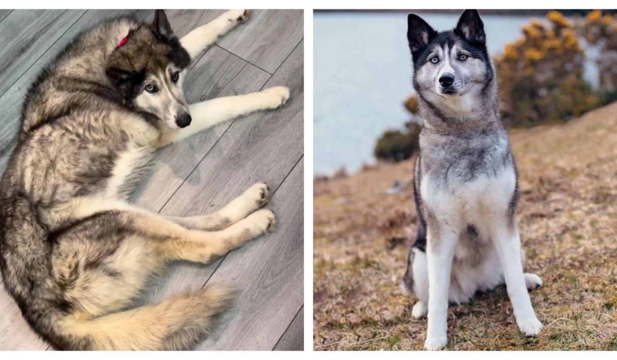 ALERT: Beloved elderly Husky missing from Leitrim Village - Ireland Live