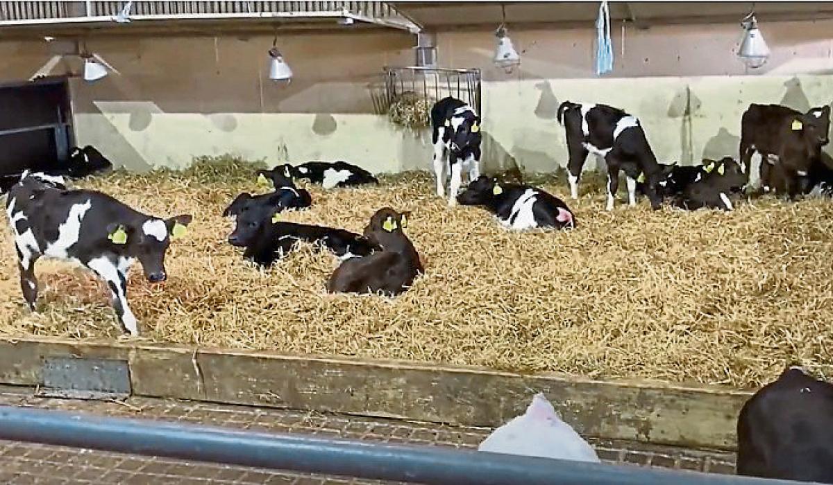 Longford Farming: Are you planning to buy dairy breed calves this ...