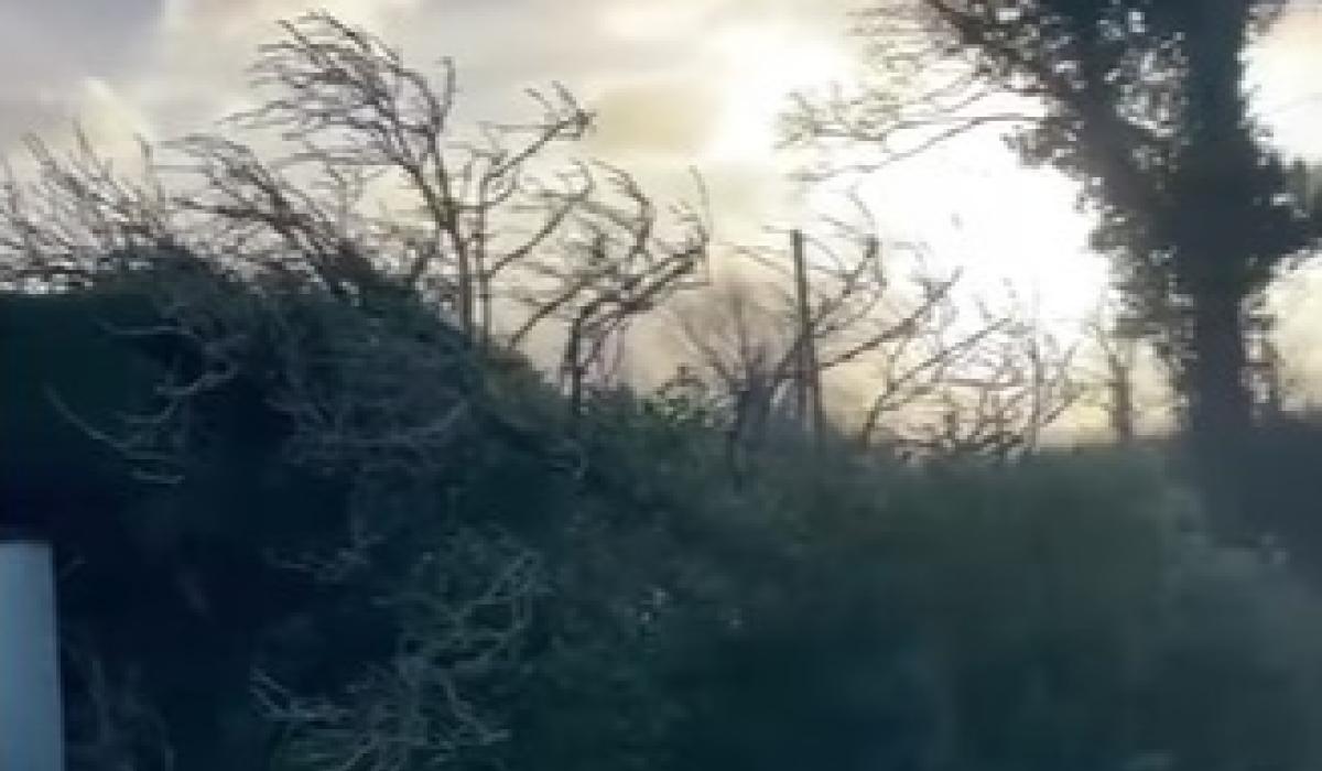 STORM ÉOWYN: Huge trees uprooted in Tipperary this morning blocking ...