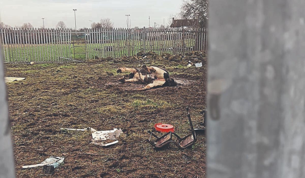 Dead horse treated the same as rubbish that surrounds it in muddy Limerick field - Ireland Live