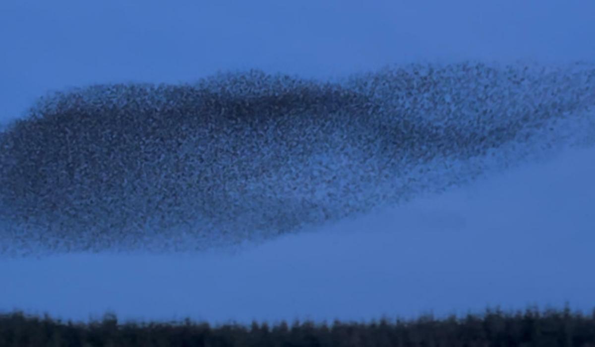 Mesmerizing display: Starling murmuration wows onlookers in Limerick ...