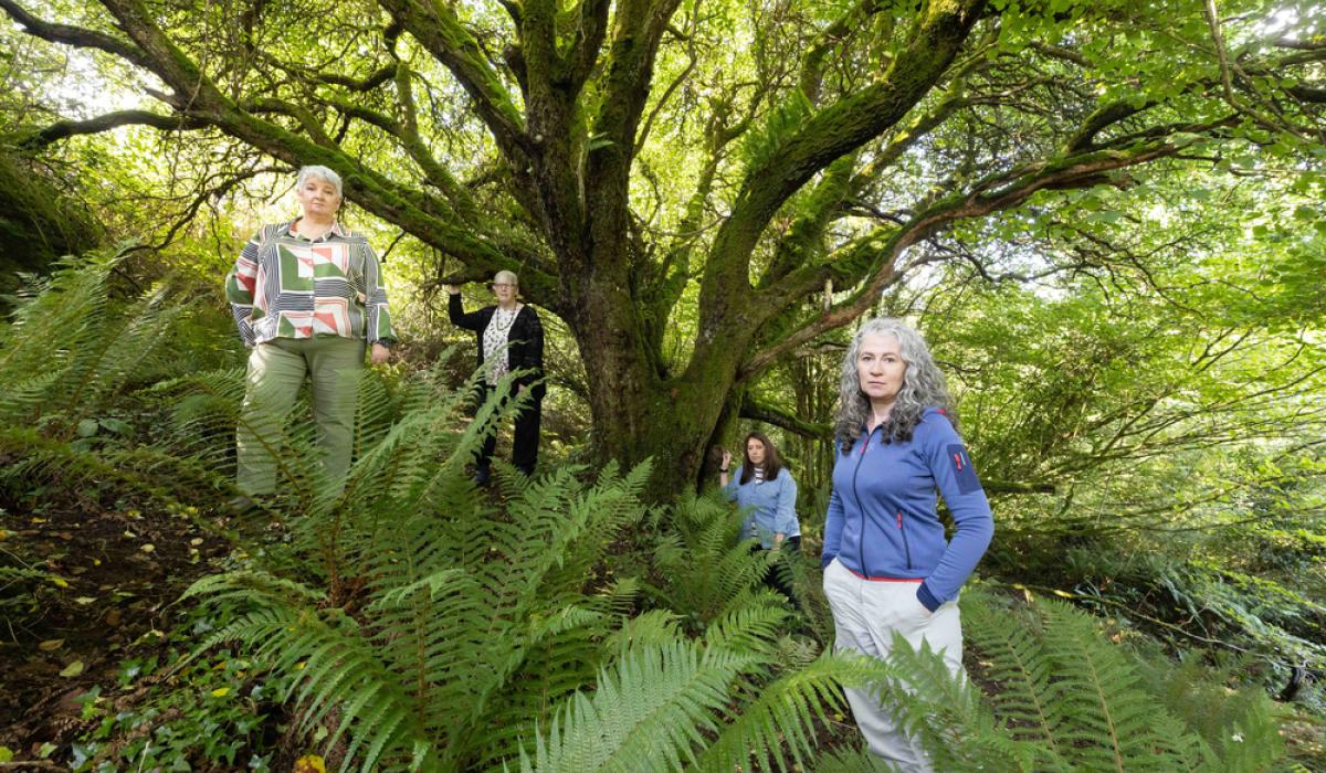 'The forest that won't forget': Clare land purchased in memory of ...