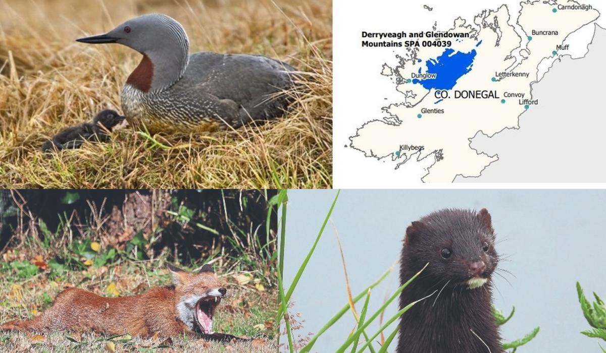 Fox and mink cull planned to protect rare bird in the Donegal hills ...