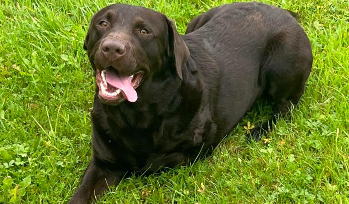 Ben the three-legged labrador handed into shelter in Kilkenny - can you ...