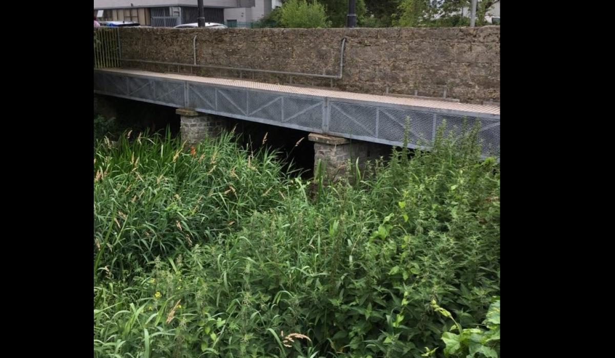 Overgrowth in Tipperary river causing concern - Ireland Live