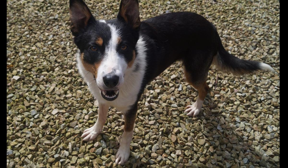 Unwanted Dog crisis spiralling 'Out of Control' - Animals In Need ...