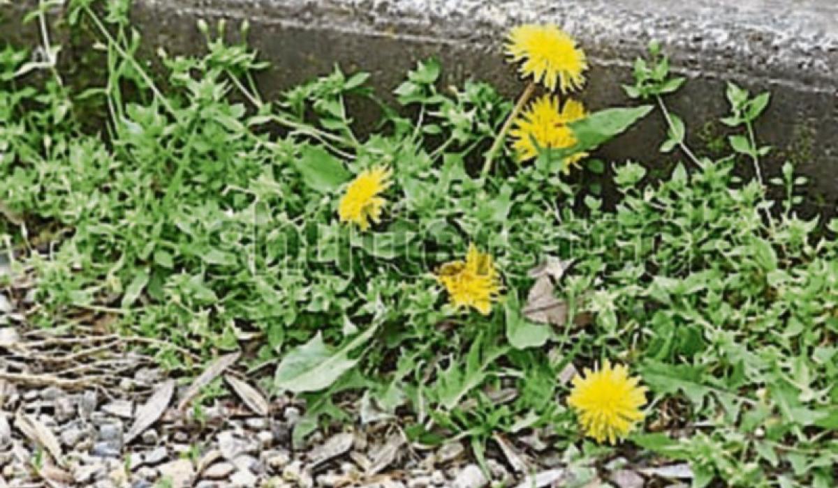 There are too many weeds growing in Kildare's towns - Ireland Live